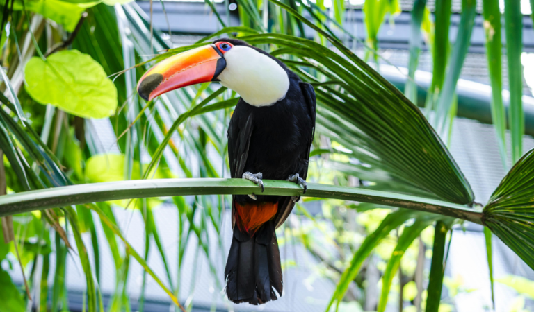 Toco Toucan Colorful Guardian of Rainforest - Rainforest wilds